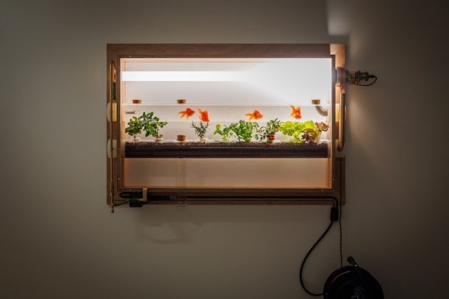 GAKUponi: A Self-Sustaining Loop of Fish and Plants that Hangs on the ...